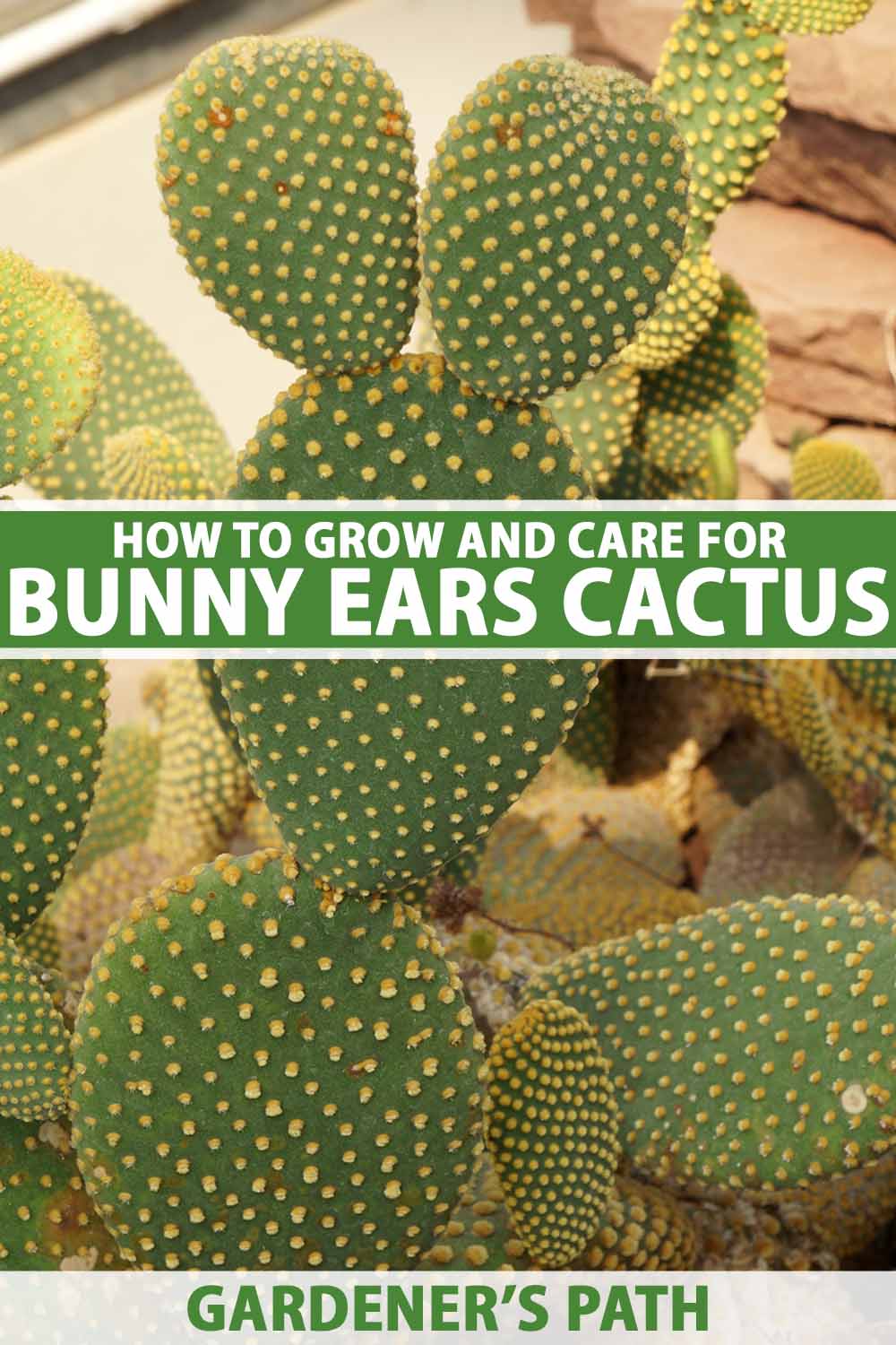 How to Grow and Care for Bunny Ears Cactus | Gardener’s Path