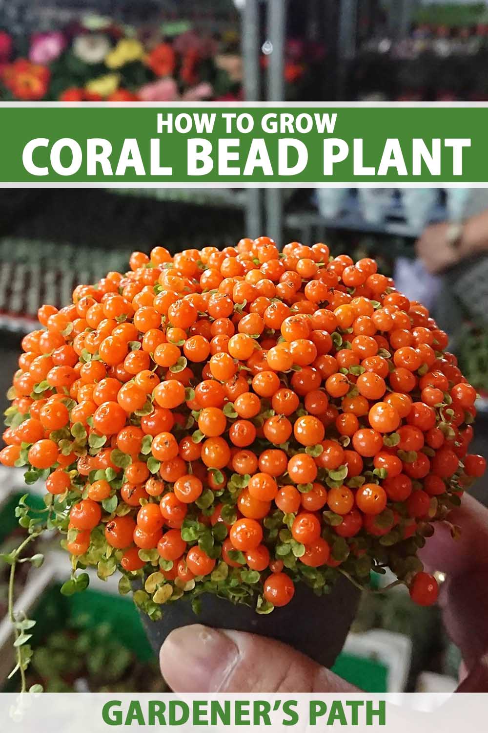 How to Grow and Care for Coral Bead Plant | Gardener’s Path