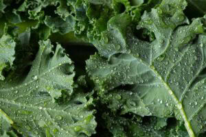 13 of the Best Kale Varieties for the Home Garden
