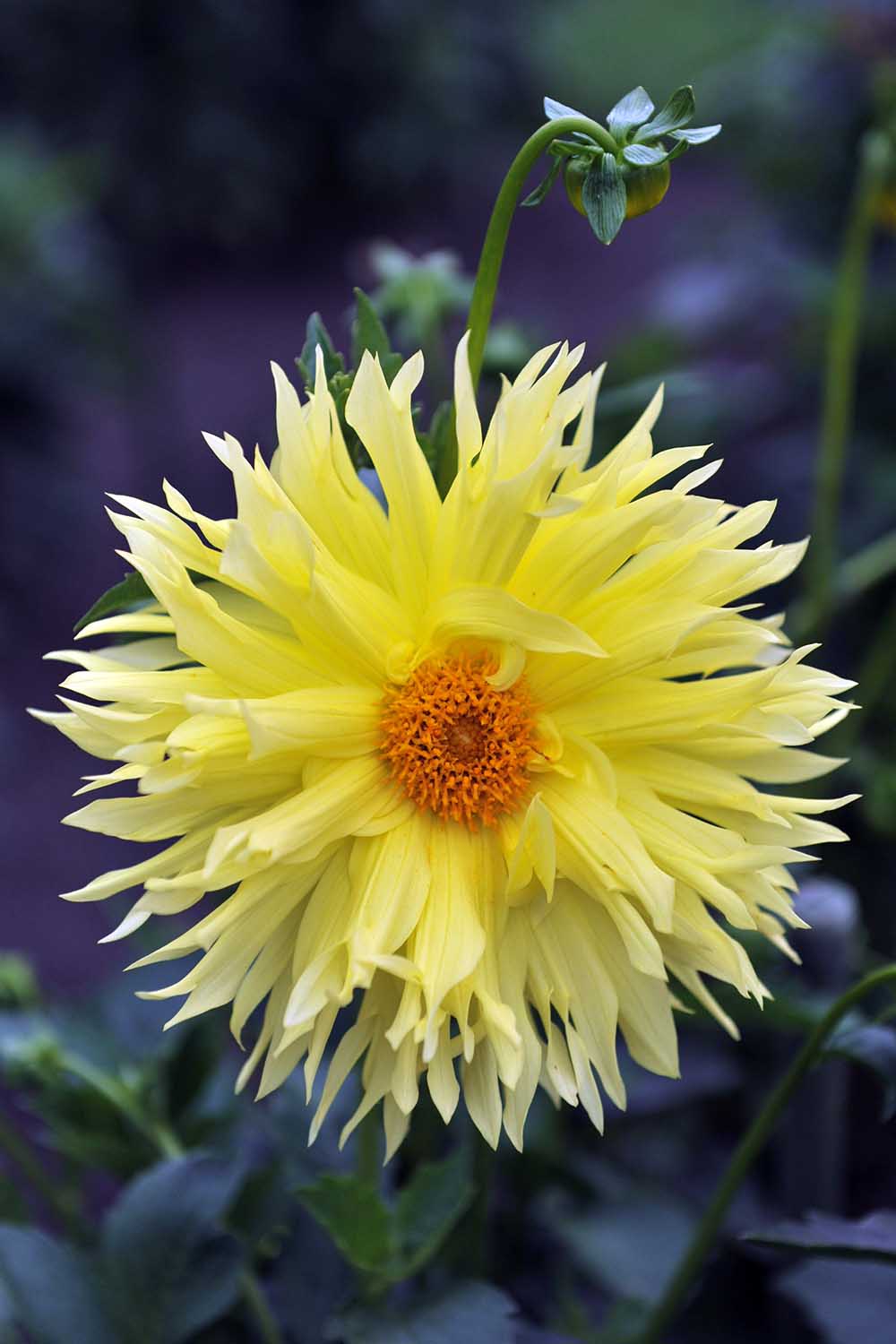 Dahlia Flower Types: A Guide to Groups and Classification