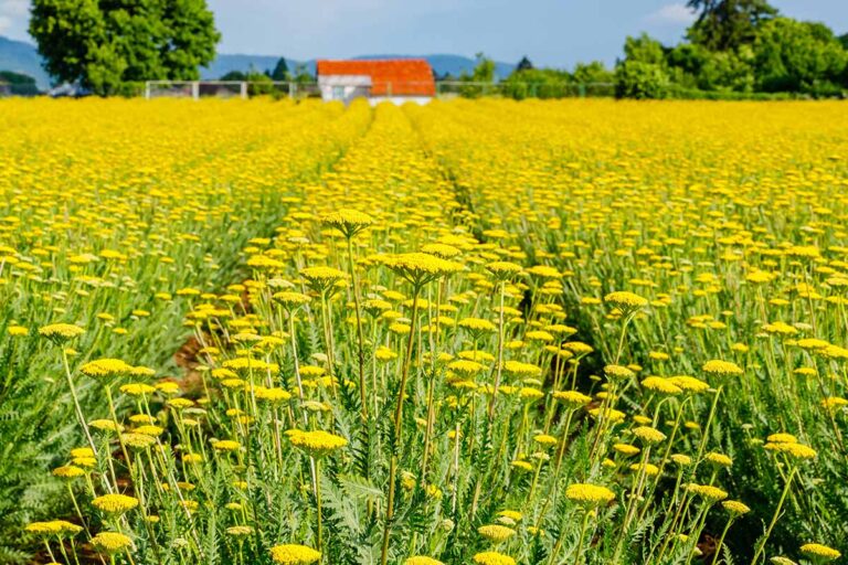 13 of the Best Yarrow Varieties for the Home Garden