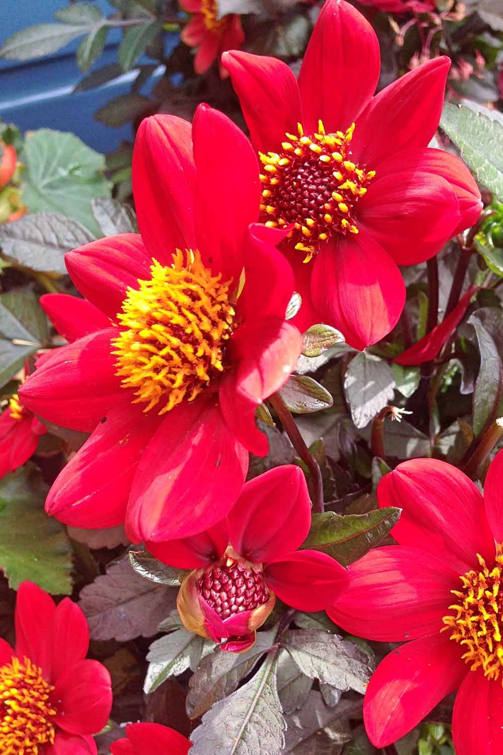 Dahlia Flower Types: A Guide to Groups and Classification