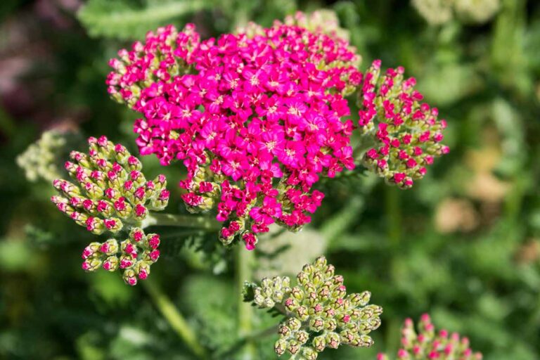 13 of the Best Yarrow Varieties for the Home Garden