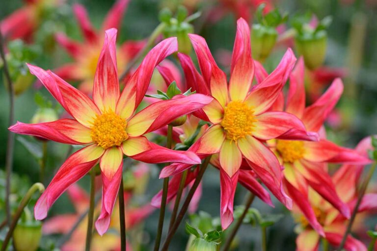 Dahlia Flower Types: A Guide to Groups and Classification