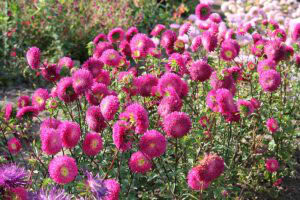 11 of the Best Pink Aster Varieties | Gardener's Path