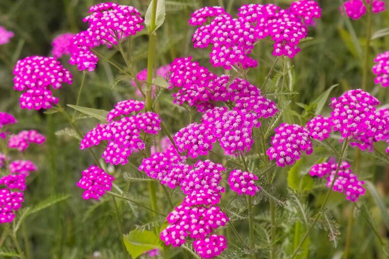 13 of the Best Yarrow Varieties for the Home Garden