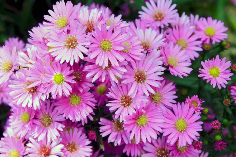 11 of the Best Pink Aster Varieties | Gardener's Path