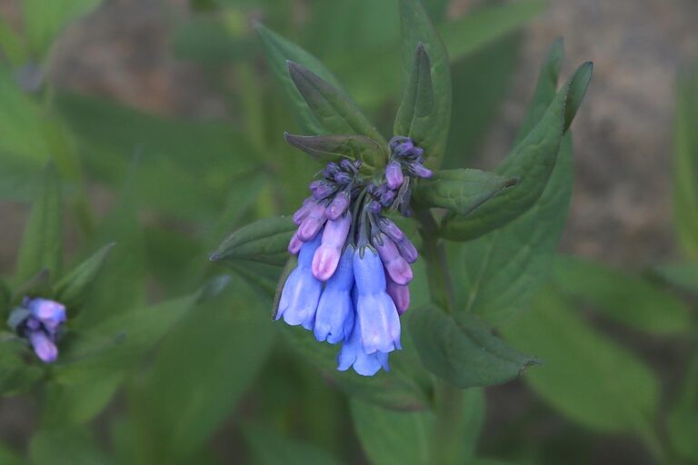 15 of the Best Native Blue Wildflowers for Your Landscape