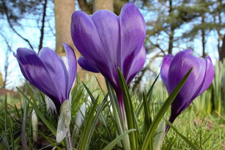 13 of the Best Crocus Varieties for Your Garden | Gardener’s Path