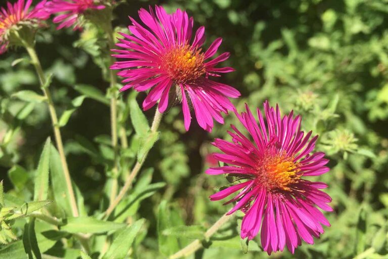 11 of the Best Pink Aster Varieties | Gardener's Path
