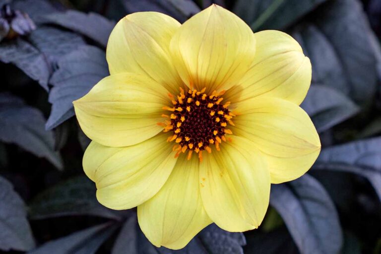Dahlia Flower Types: A Guide to Groups and Classification