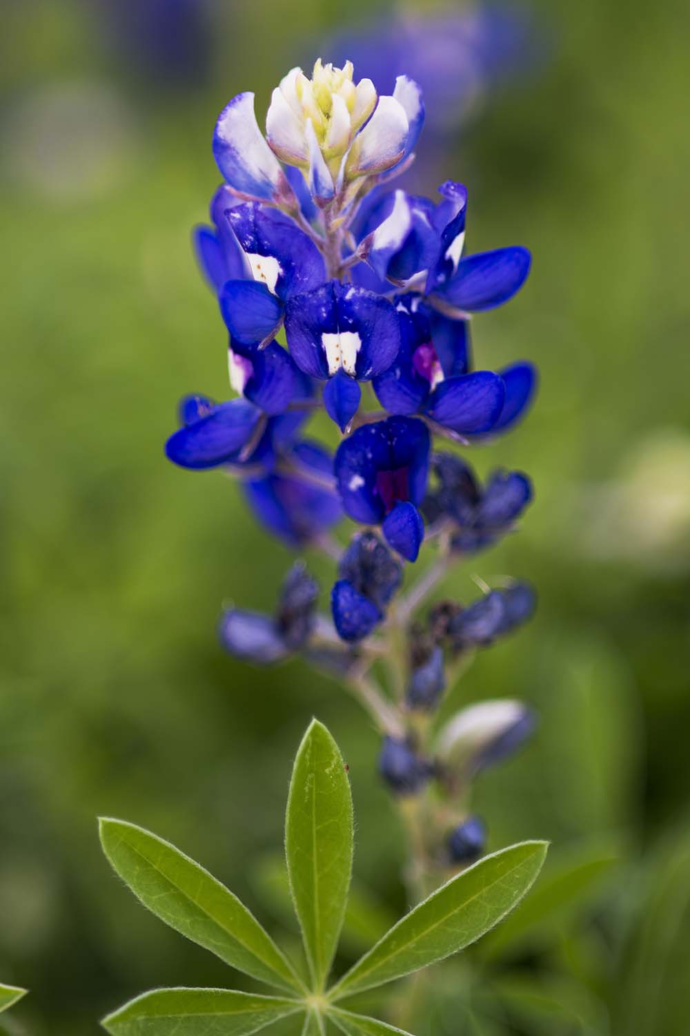 15 of the Best Native Blue Wildflowers for Your Landscape