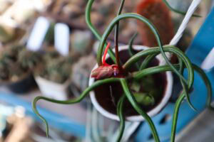 17 of the Best Tillandsia Air Plant Varieties | Gardener's Path