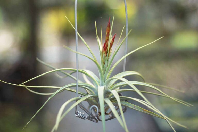 17 of the Best Tillandsia Air Plant Varieties | Gardener's Path
