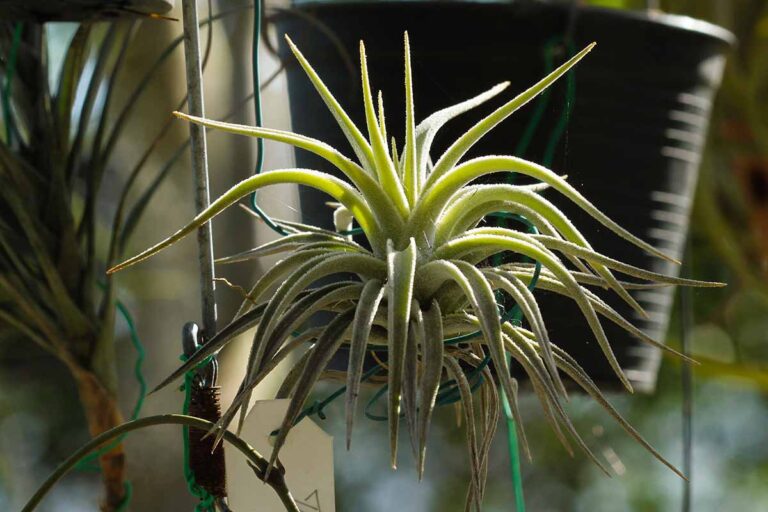 17 of the Best Tillandsia Air Plant Varieties | Gardener's Path