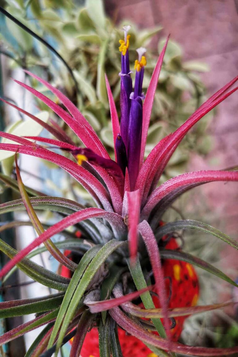 17 of the Best Tillandsia Air Plant Varieties | Gardener's Path