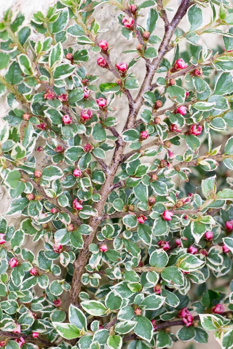 23 of the Best Variegated Shrubs for Your Landscape