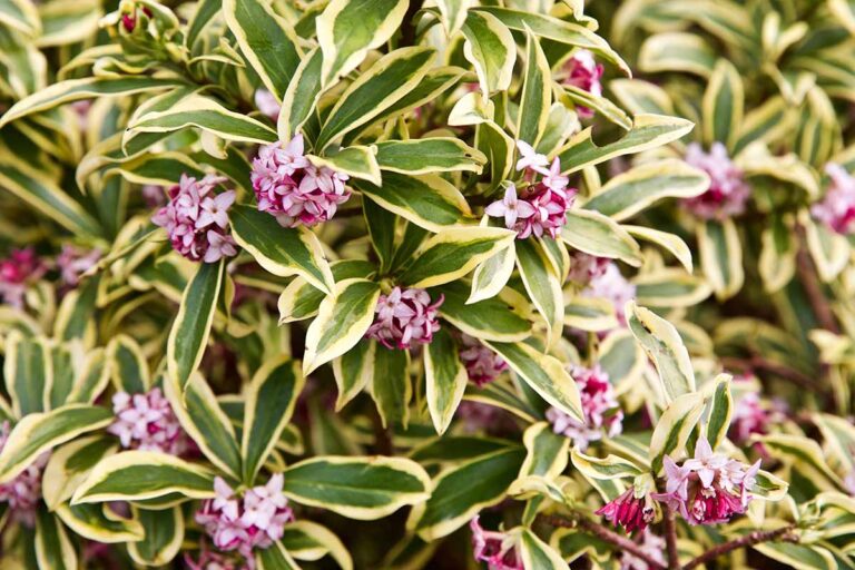 23 of the Best Variegated Shrubs for Your Landscape
