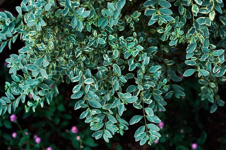 23 of the Best Variegated Shrubs for Your Landscape