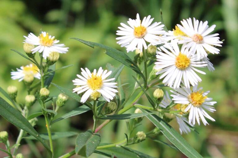 11 of the Best White Aster Varieties for Your Garden