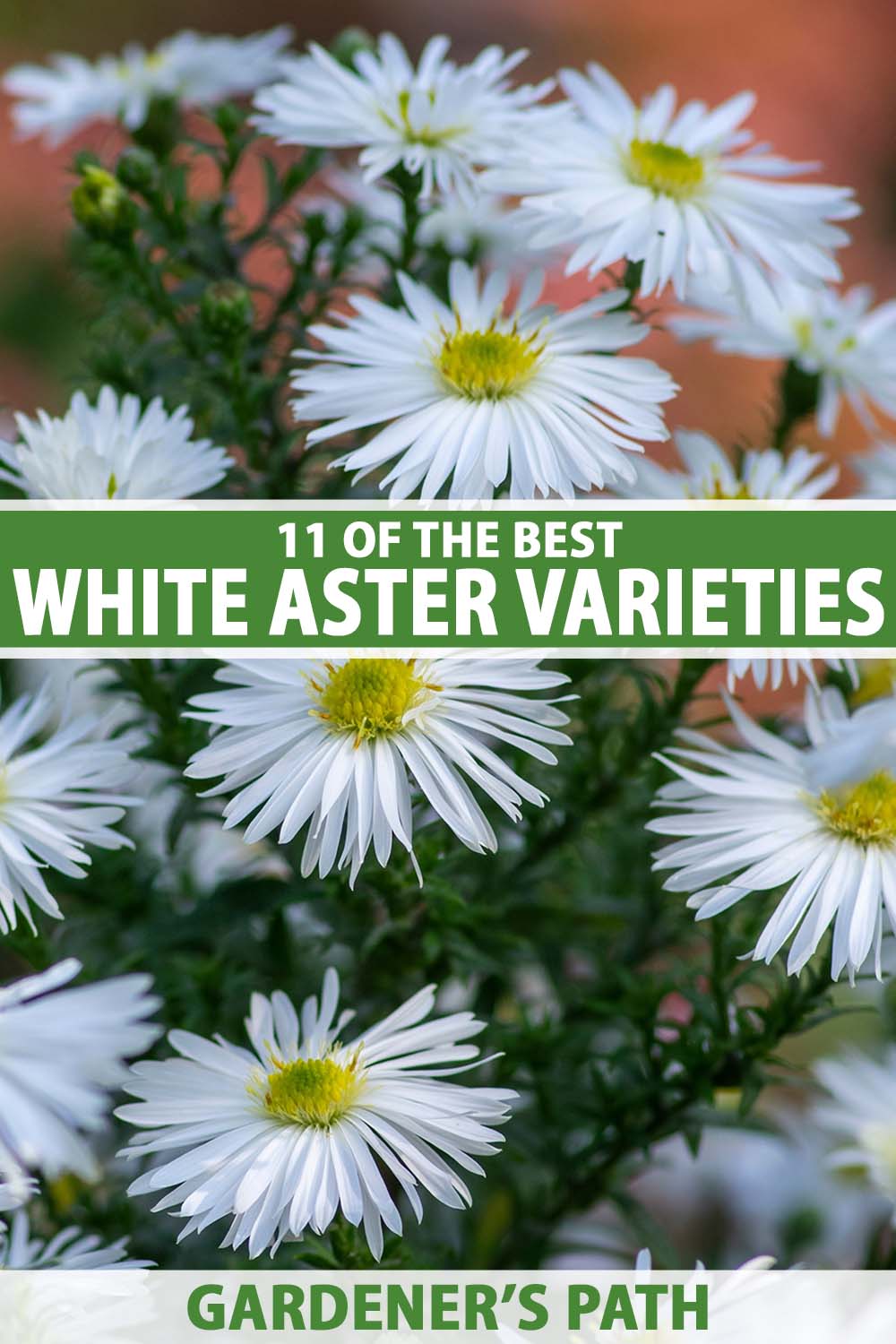 11 of the Best White Aster Varieties for Your Garden