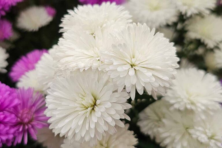 11 of the Best White Aster Varieties for Your Garden