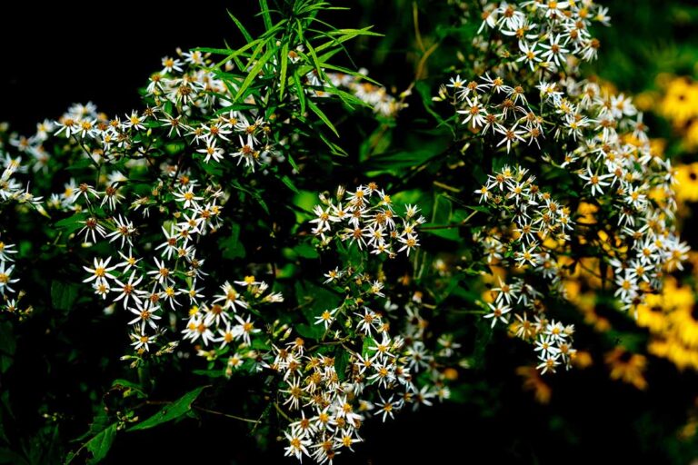 11 of the Best White Aster Varieties for Your Garden