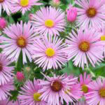 11 of the Best Pink Aster Varieties | Gardener's Path