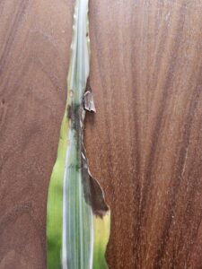 How to Identify and Treat 9 Dracaena Diseases | Gardener’s Path