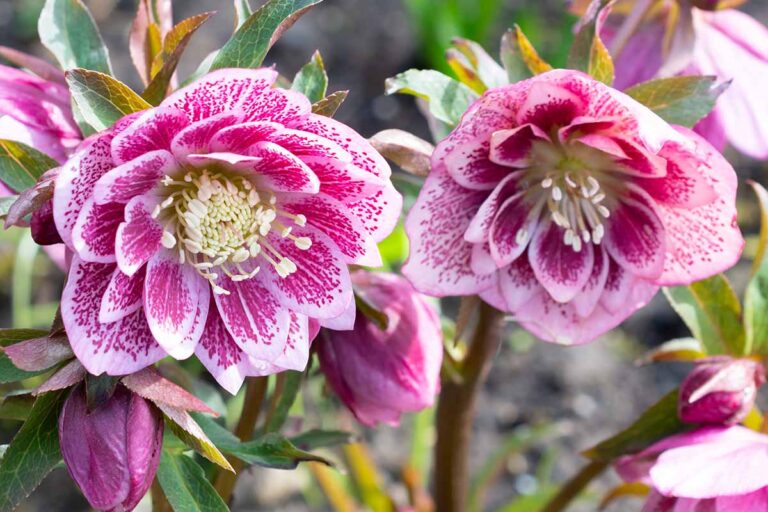 15 of the Best Double Hellebore Varieties for Your Garden