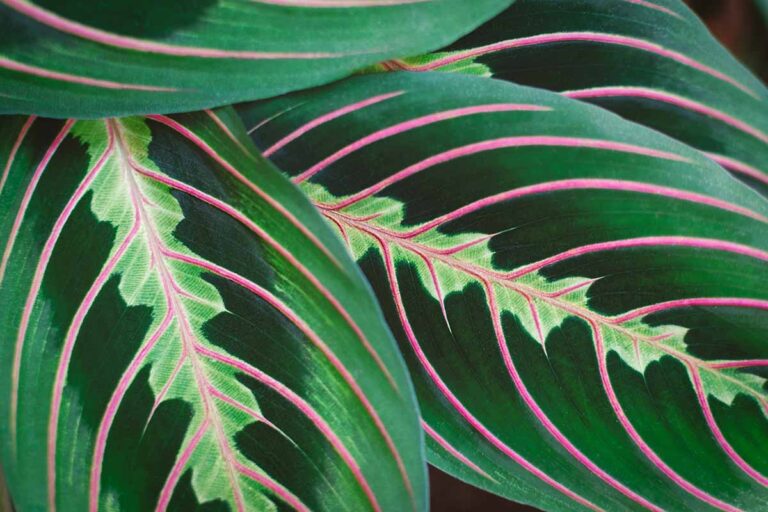 21 Stunning Varieties of Prayer Plants to Grow at Home