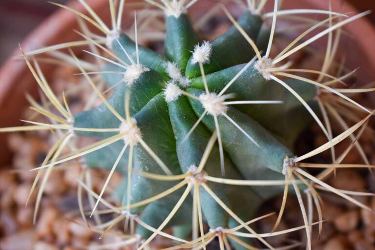 How to Grow and Care for Claret Cup Cactus | Gardener’s Path
