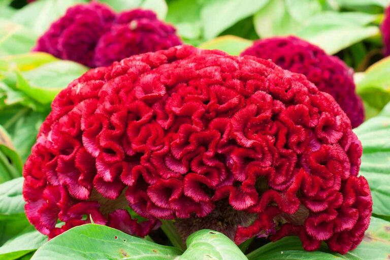 13 of the Best Scary-Looking Plants for Halloween and Beyond