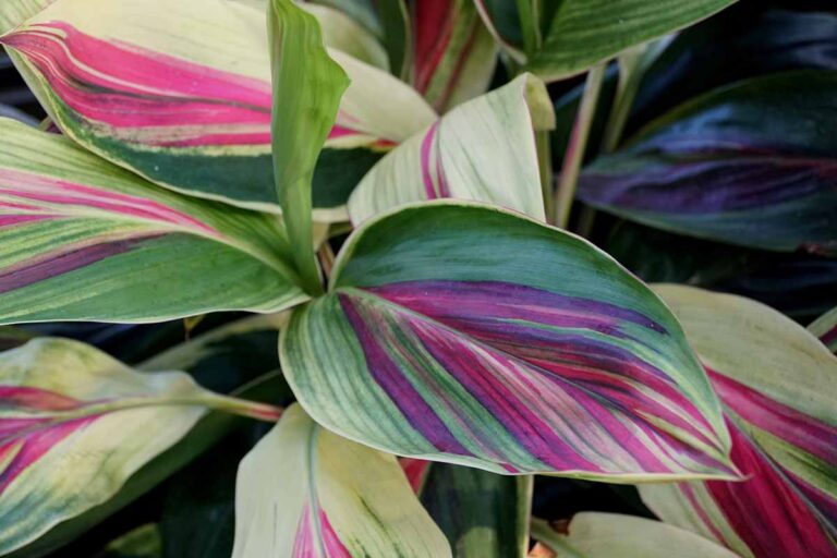 23 Colorful Houseplants to Warm Up Your Winter | Gardener's Path
