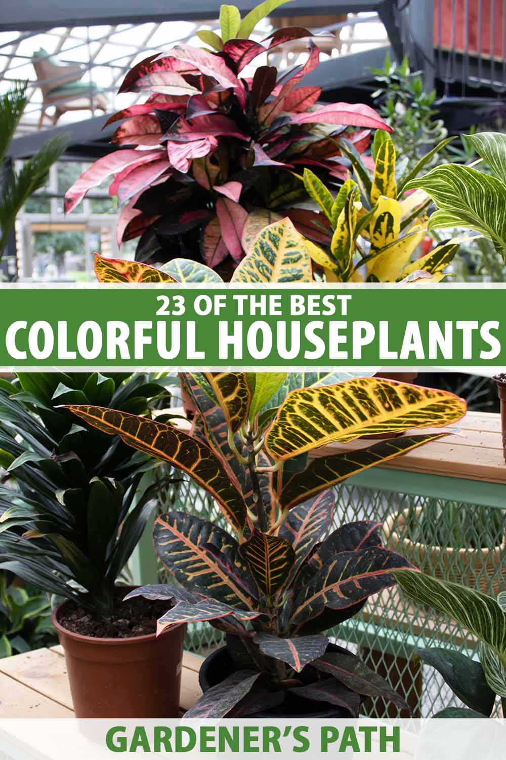 23 Colorful Houseplants to Warm Up Your Winter | Gardener's Path