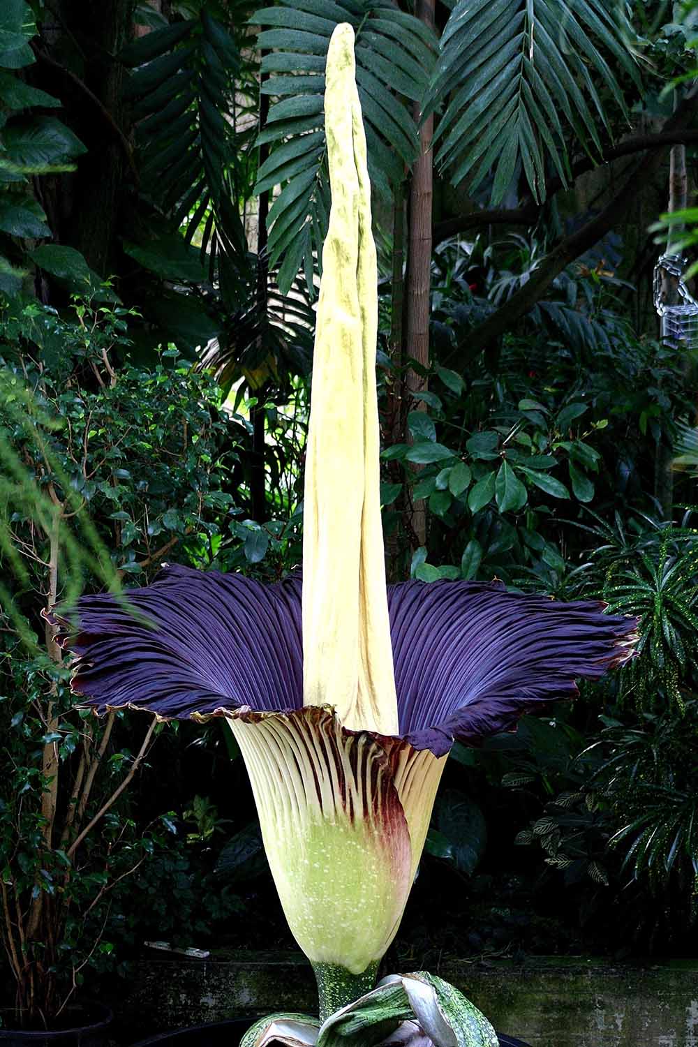 13 of the Best Scary-Looking Plants for Halloween and Beyond