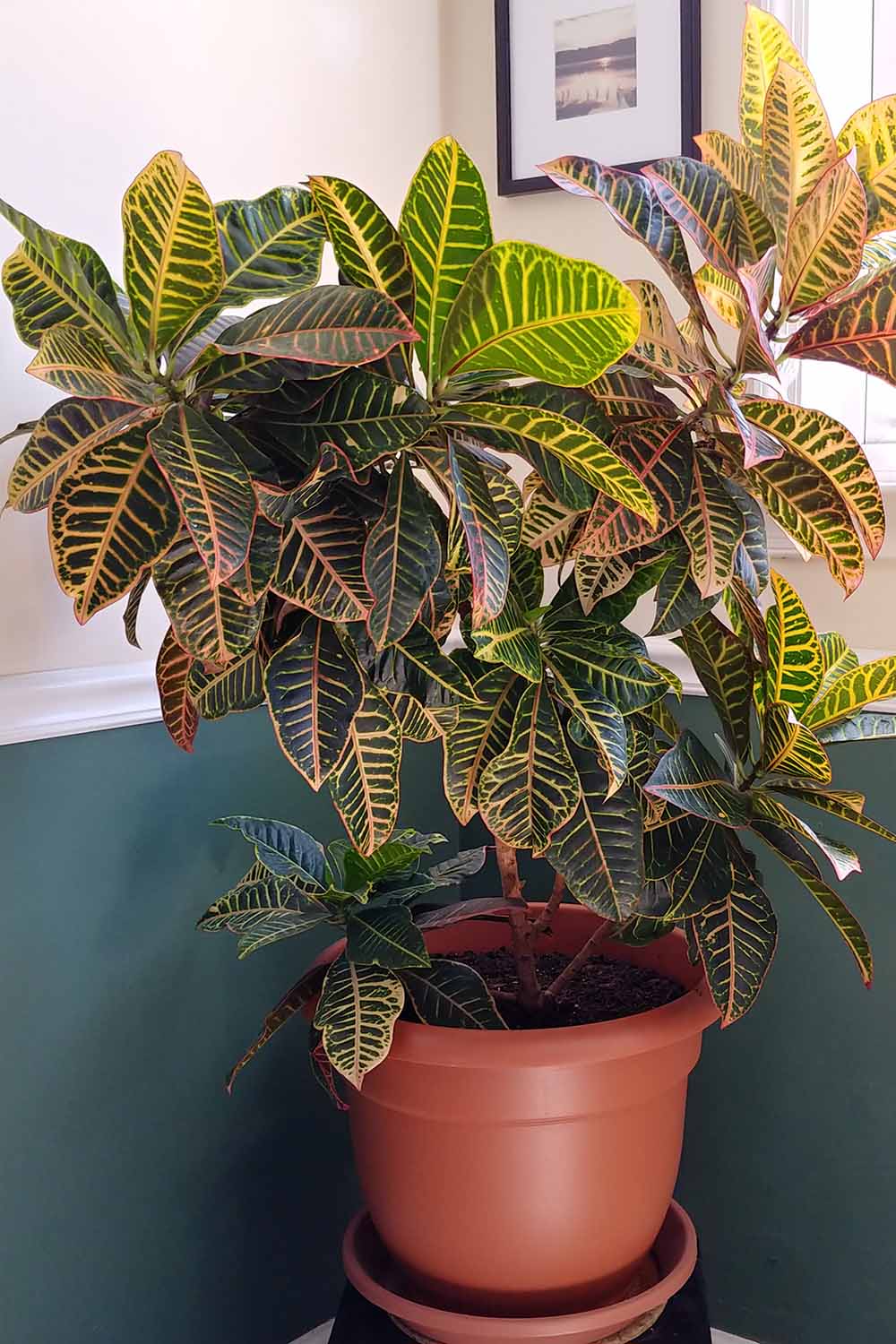 How to Grow and Care for Showy Garden Croton | Gardener’s Path