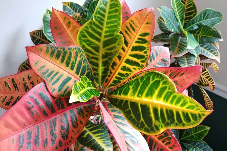 How to Grow and Care for Showy Garden Croton | Gardener’s Path