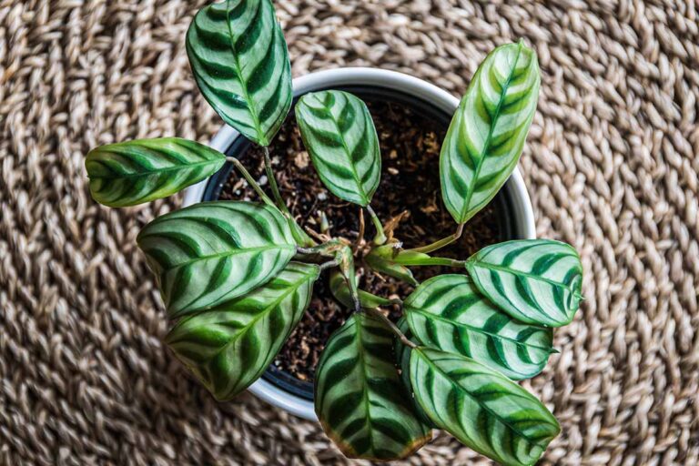 21 Stunning Varieties of Prayer Plants to Grow at Home