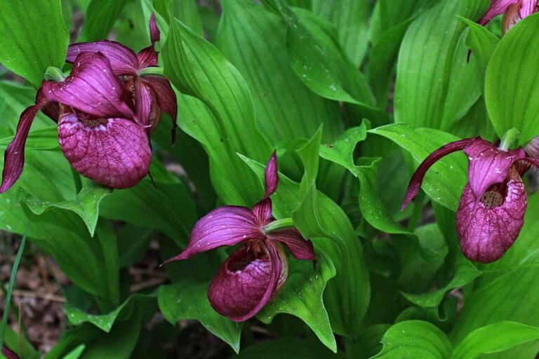 Discover the Native Orchids of North America | Gardener’s Path