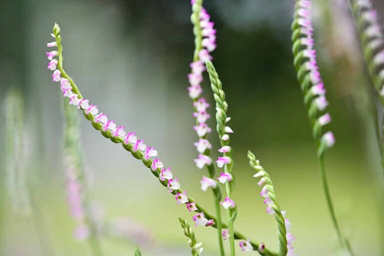 Discover the Native Orchids of North America | Gardener’s Path