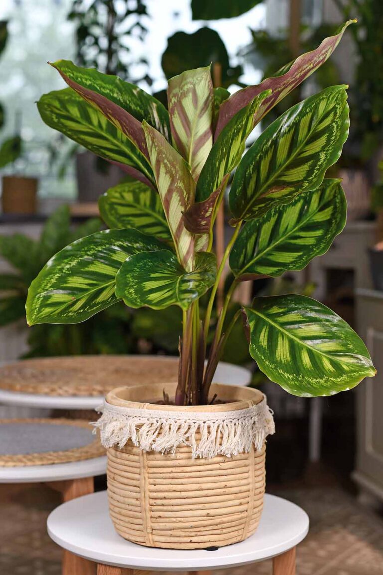 21 Stunning Varieties of Prayer Plants to Grow at Home