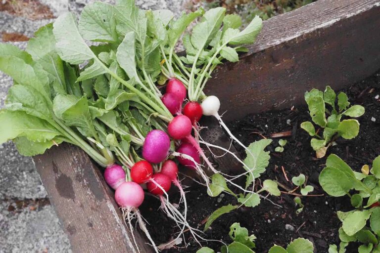 How to Plant and Grow Radishes in Containers | Gardener’s Path
