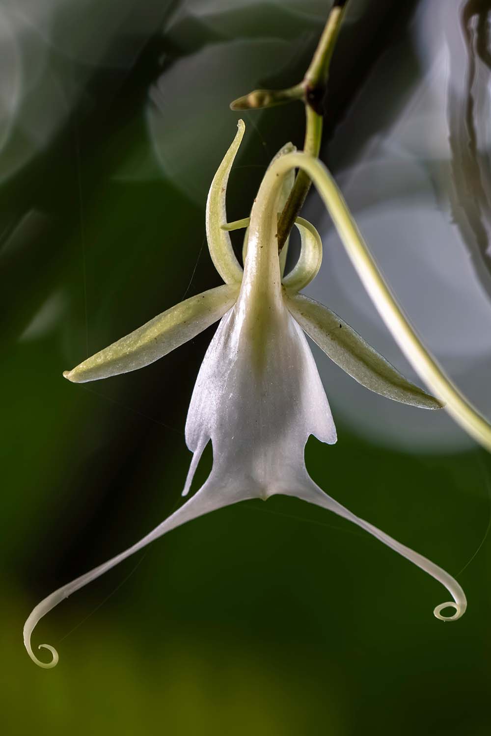 Discover the Native Orchids of North America | Gardener’s Path