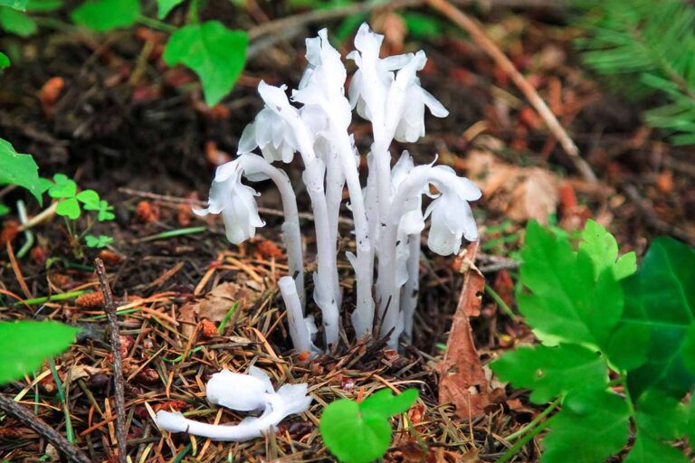 13 of the Best Scary-Looking Plants for Halloween and Beyond