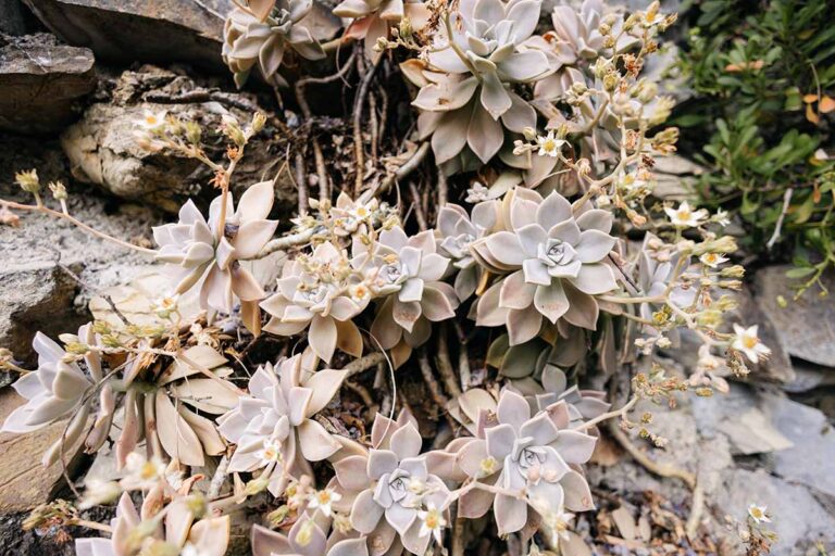 How to Grow Ghost Plants (Mother of Pearl) | Gardener’s Path