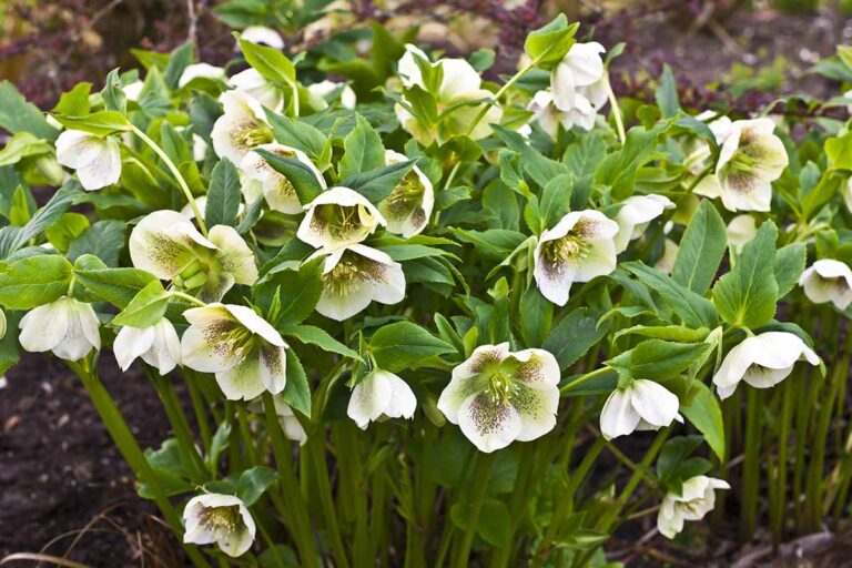 Hellebore Classification: A Guide to the Different Types