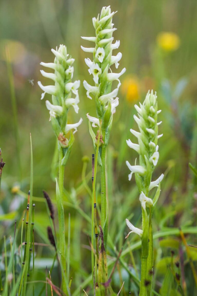 Discover the Native Orchids of North America | Gardener’s Path