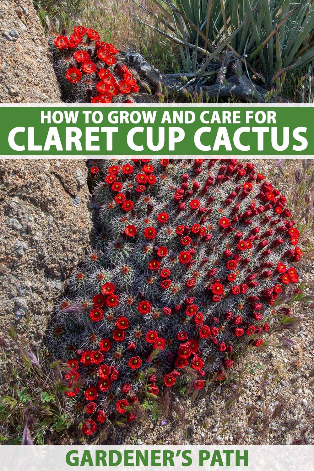 How to Grow and Care for Claret Cup Cactus | Gardener’s Path