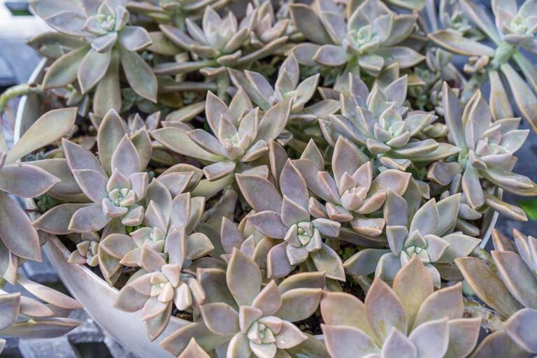 How to Grow Ghost Plants (Mother of Pearl) | Gardener’s Path